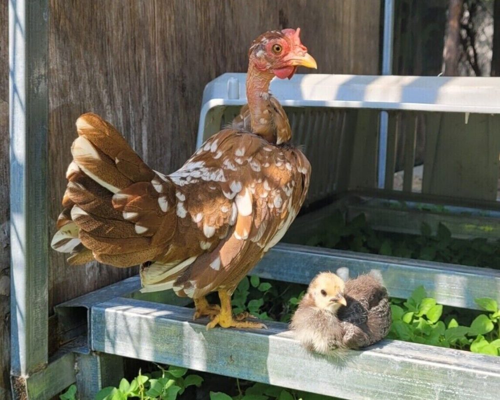 Kikiriki Micro Bantam Hatching Eggs – Mellifex Farm