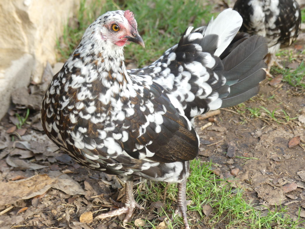 Kikiriki Micro Bantam Hatching Eggs – Mellifex Farm